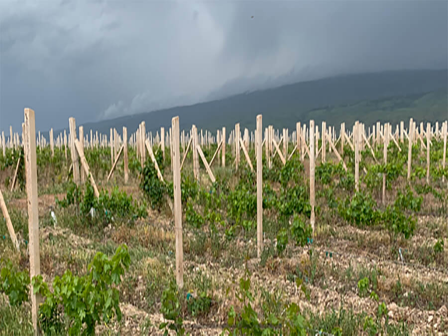 Exclusif Magazine : 7. Terrain rocailleux, sous-sol volcanique se sont ...